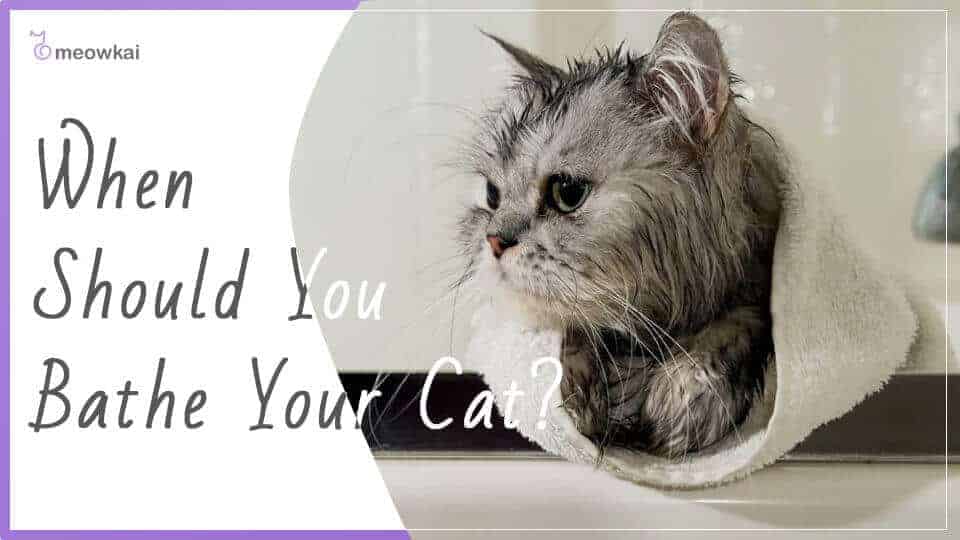 Do Cats Need Baths What You Need To Know About Bathing Your Feline Do Cats Need Baths What You Need To Know About Bathing Your Feline