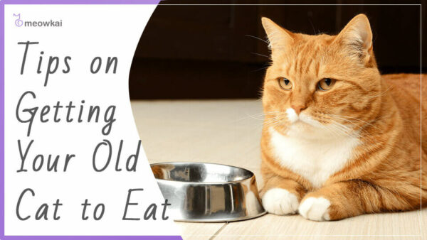 Old Cat Not Eating? Why It Happens and How to Fix It! - Meowkai