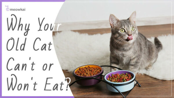 Old Cat Not Eating? Why It Happens and How to Fix It! - Meowkai