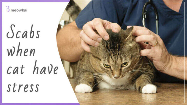 Scabs on Cat: Feline acne, Flea allergy dermatitis, Skin condition ...